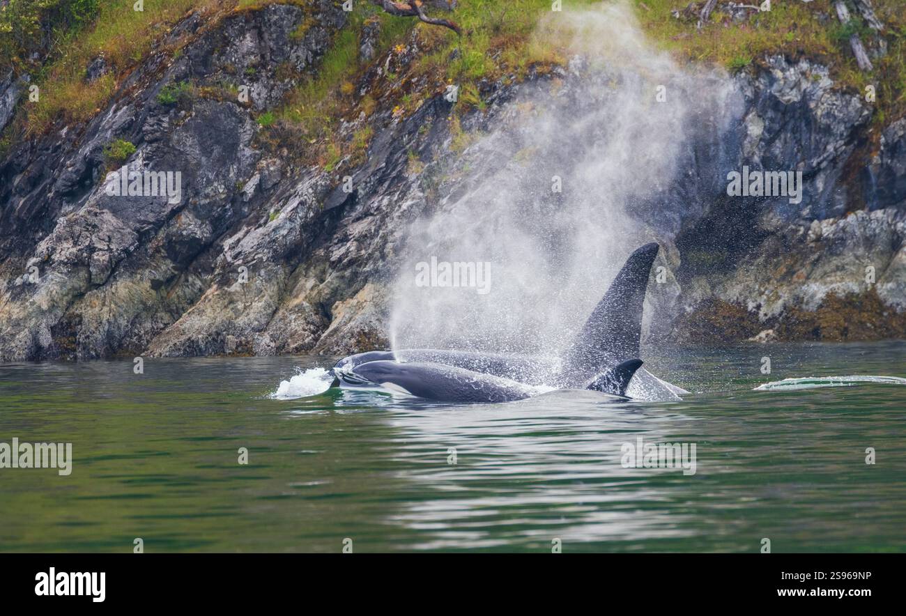 Orca whales surfacing while cruising around the San Juan Islands ...