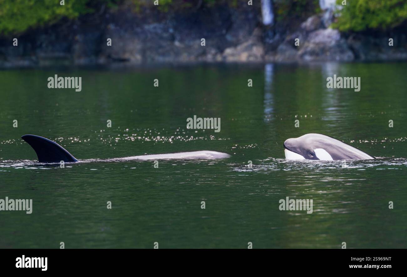 Orca whales surfacing while cruising around the San Juan Islands ...