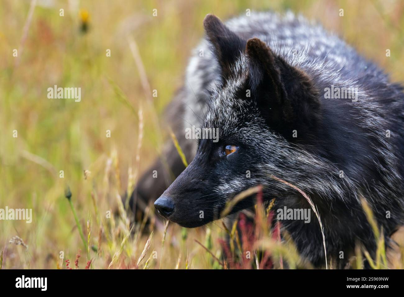 Red fox (Black Phase) close-up portrait, Washington State, USA Stock ...
