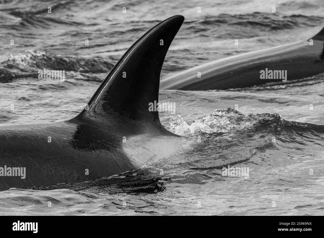 Orca whales surfacing while cruising around the San Juan Islands ...