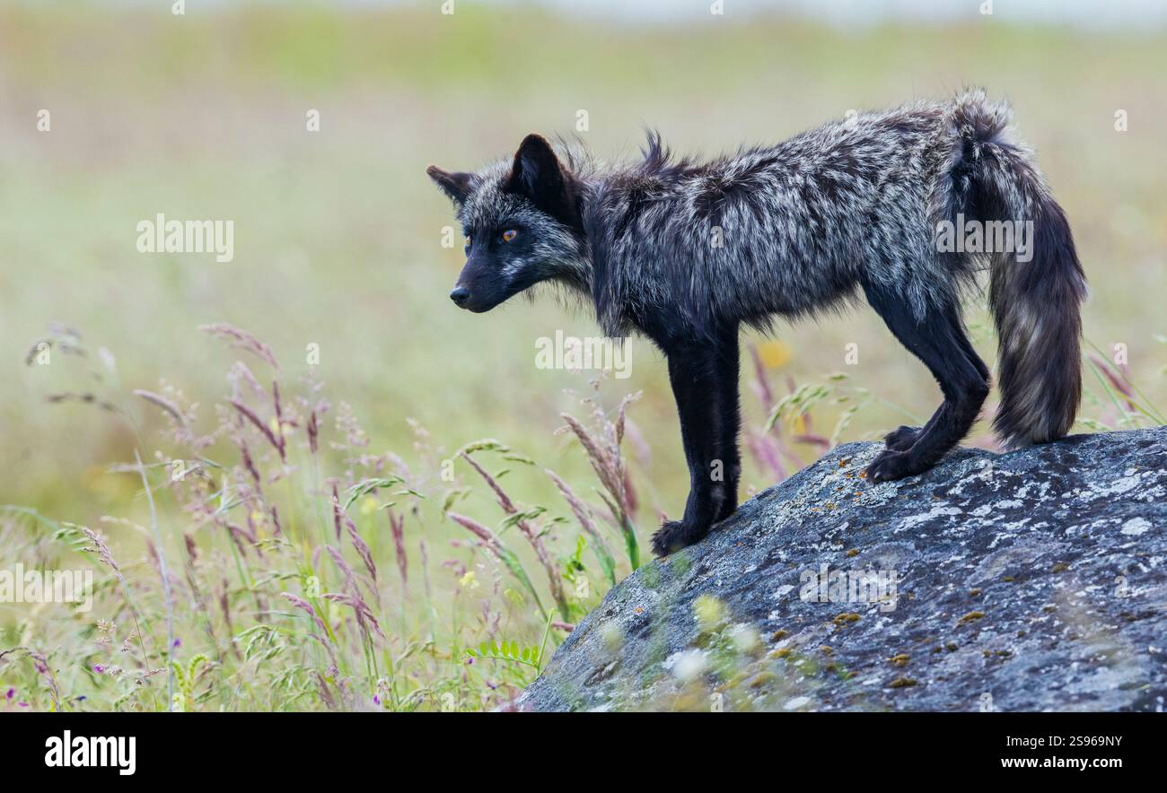 Red fox (Black Phase) on a high vantage point, Washington State, USA ...