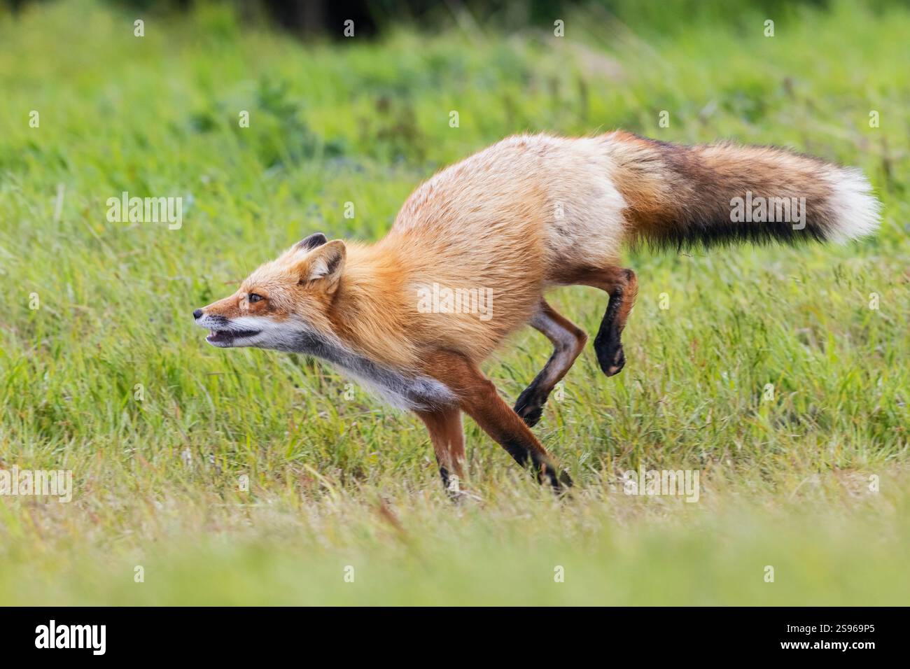 Red fox parent, a playful escape, Washington State, USA Stock Photo - Alamy