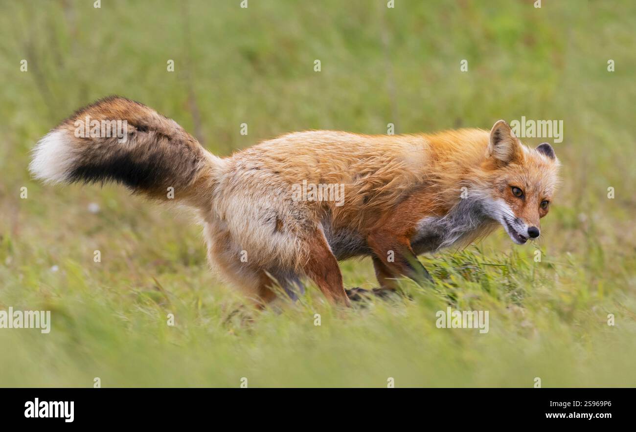 Playful red fox vixen, Washington State, USA Stock Photo - Alamy
