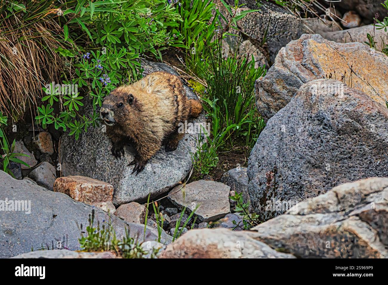 Marmot on Mt. Rainier National Park Stock Photo - Alamy