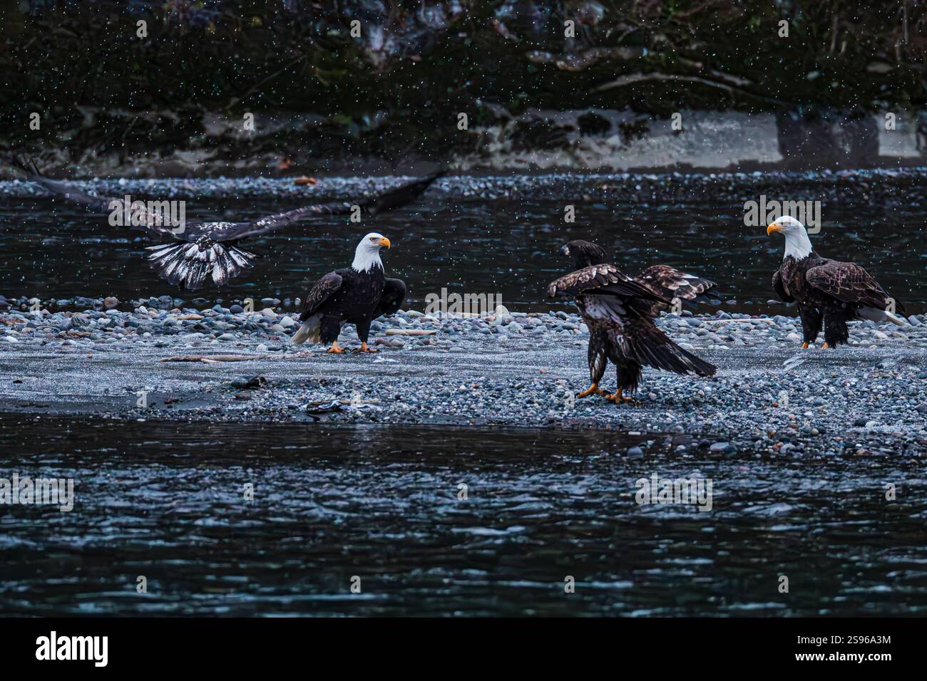 Bald eagle during the Salmon Run along Nooksack River in Washington ...