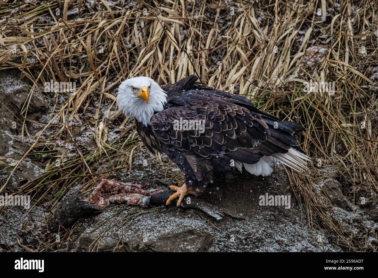 Bald eagle during the Salmon Run along Nooksack River in Washington ...