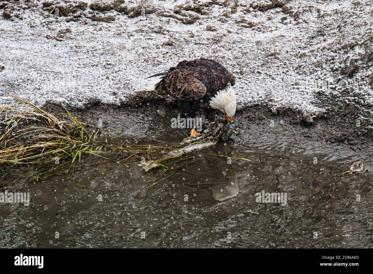 Bald eagle during the Salmon Run along Nooksack River in Washington ...