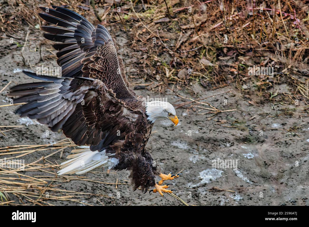 Bald Eagle, Nooksack River in Washington State Stock Photo - Alamy