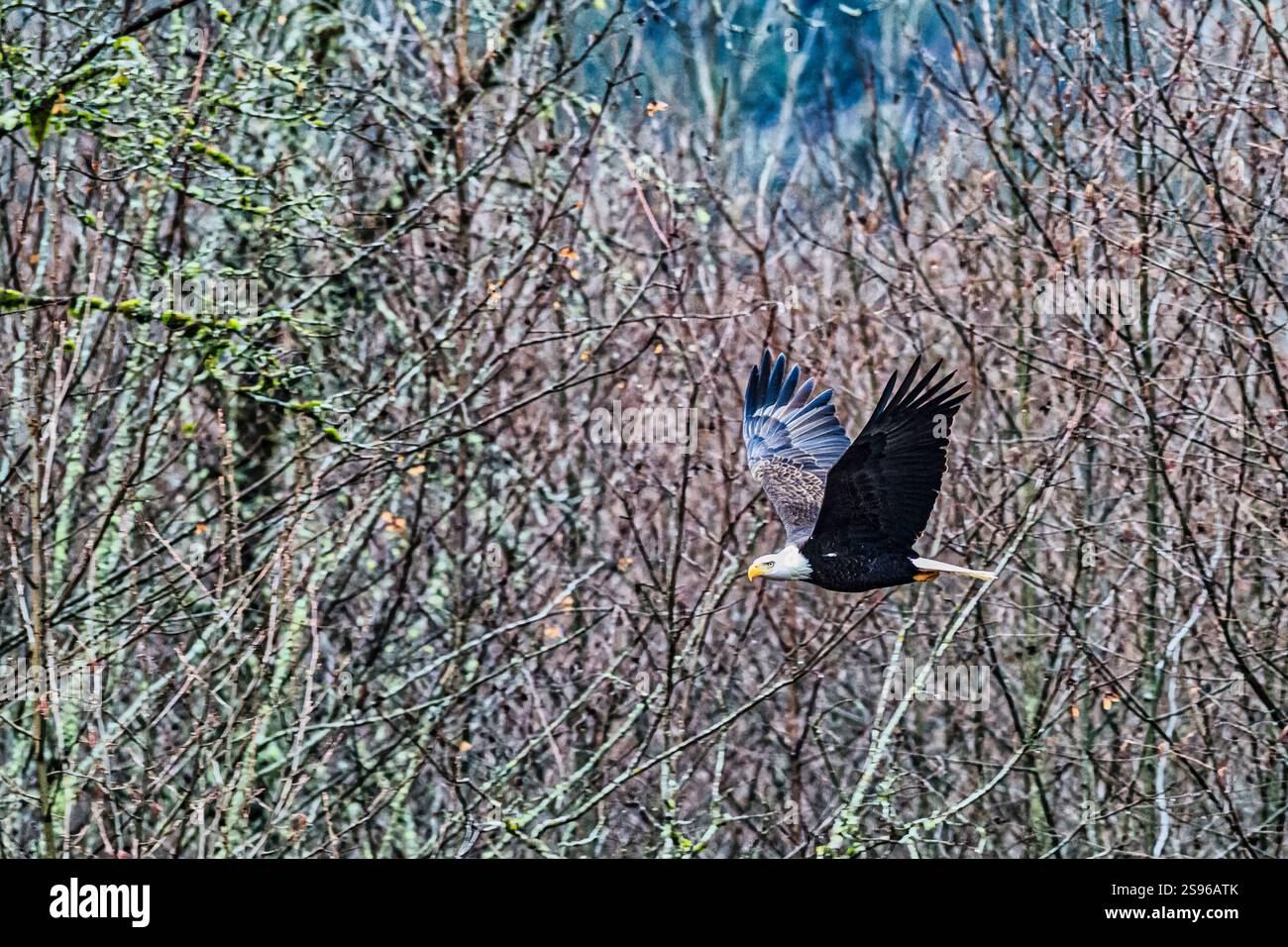 Bald Eagle, Nooksack River in Washington State Stock Photo - Alamy