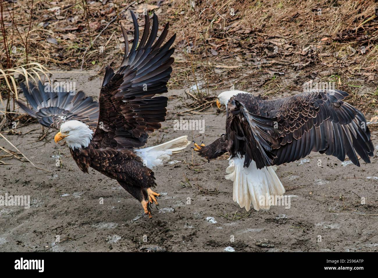 Bald Eagle, Nooksack River in Washington State Stock Photo - Alamy