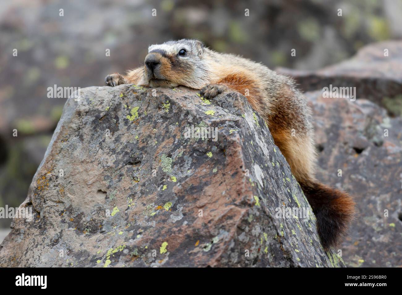 USA, Wyoming, Yellowstone National Park. Portrait of a yellow-bellied ...