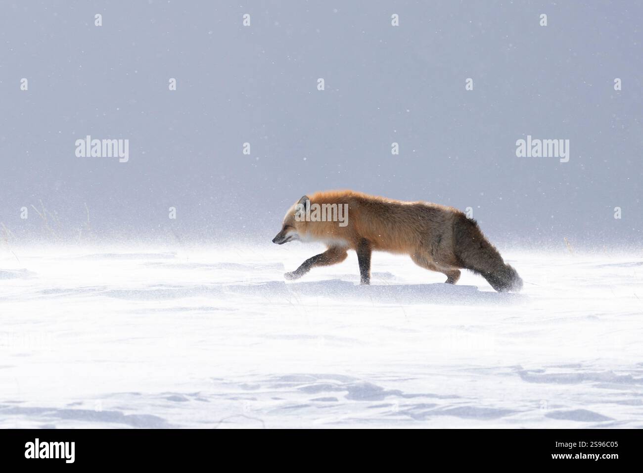 USA, Wyoming, Yellowstone National Park. Red fox moving through the ...