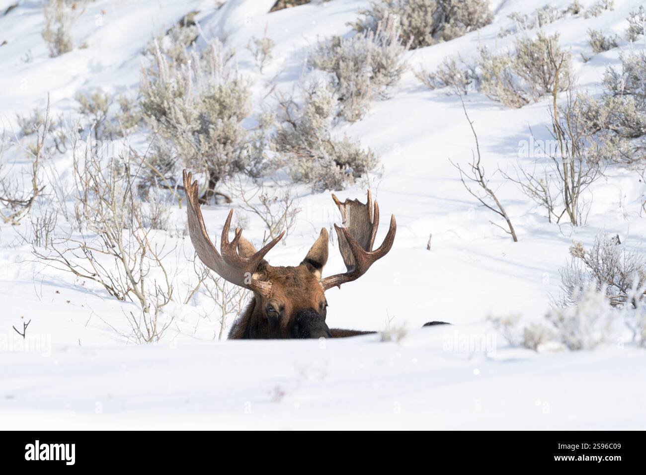 Moose lying down hi-res stock photography and images - Alamy