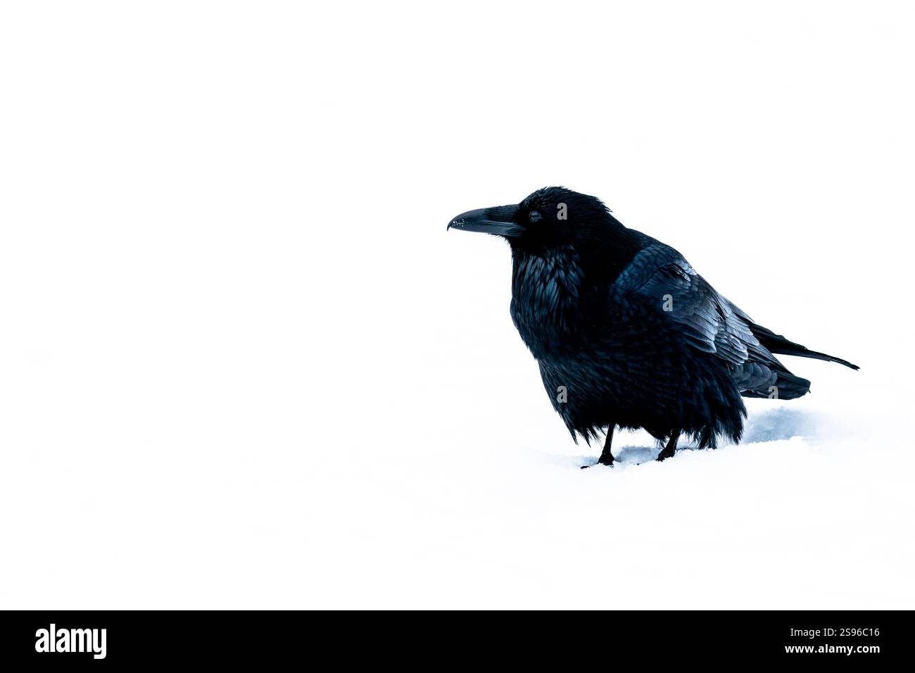 Raven in the snow hi-res stock photography and images - Alamy