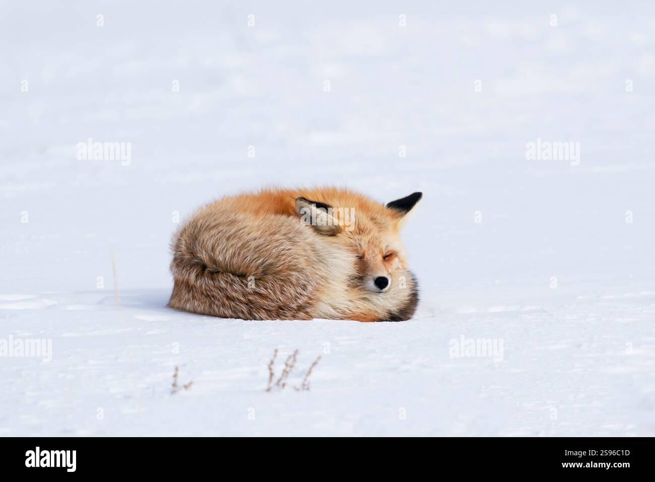 USA, Wyoming, Yellowstone National Park. A red fox sleeps curled up in ...
