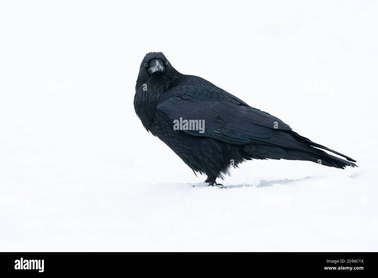 Raven in the snow hi-res stock photography and images - Alamy