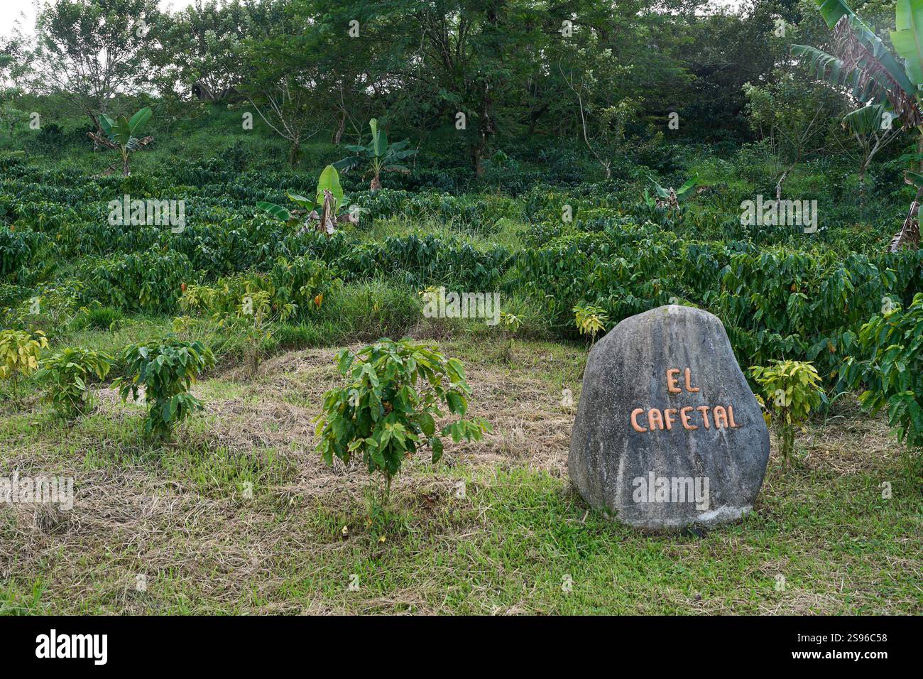 La Fortuna, Costa Rica - November 20, 2024 - walk around the Arenal ...