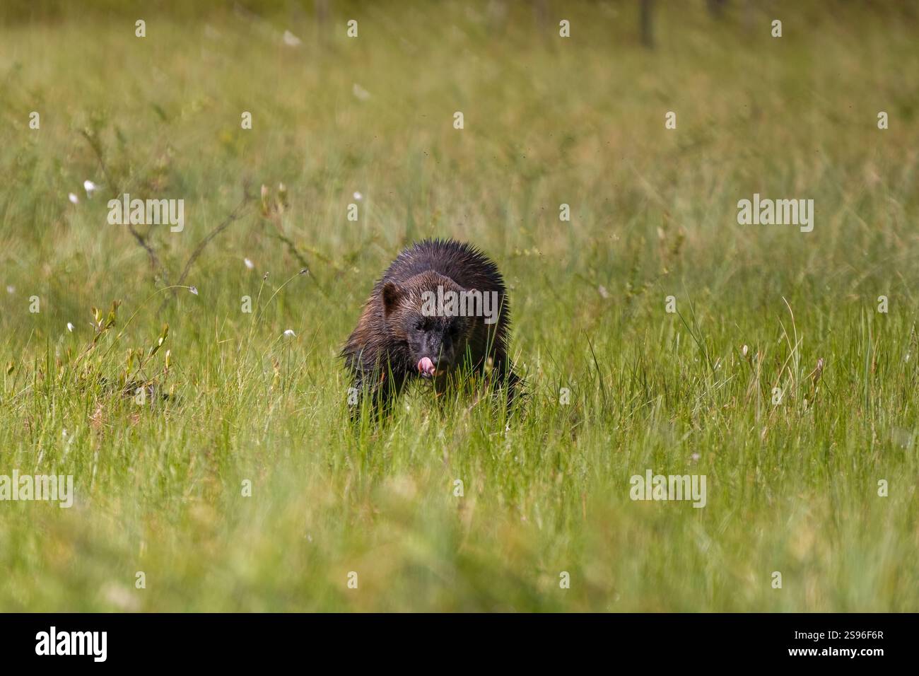 Wolverine in the swamp of Finnish taiga Stock Photo - Alamy