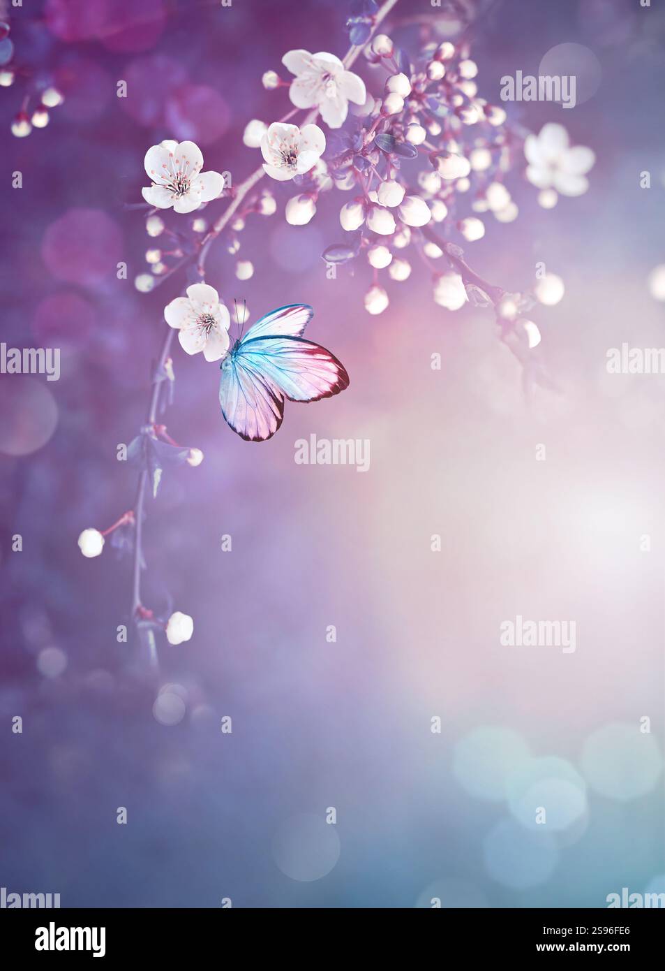 Branch of blossoming cherry on spring background, fluttering blue ...