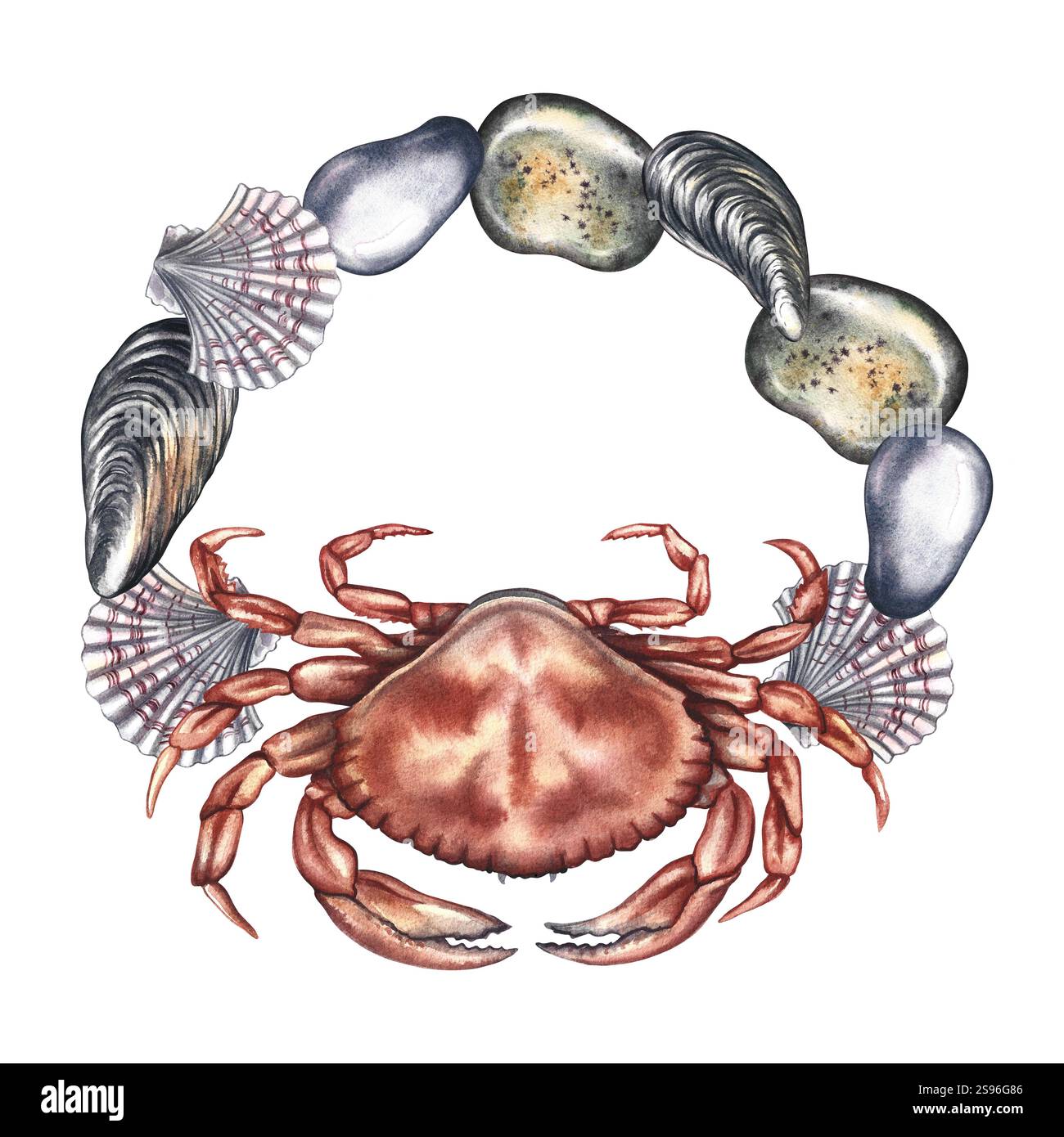 Crab surrounded by pebbles and shells. A hand-drawn watercolor ...