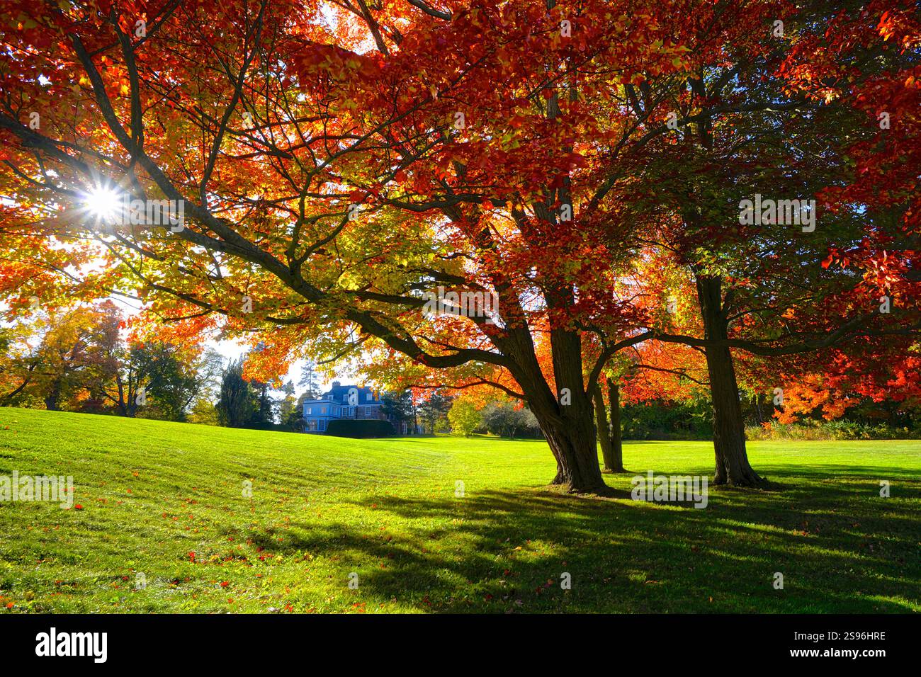 Low angle view of the maple tree with a lens flare Stock Photo - Alamy