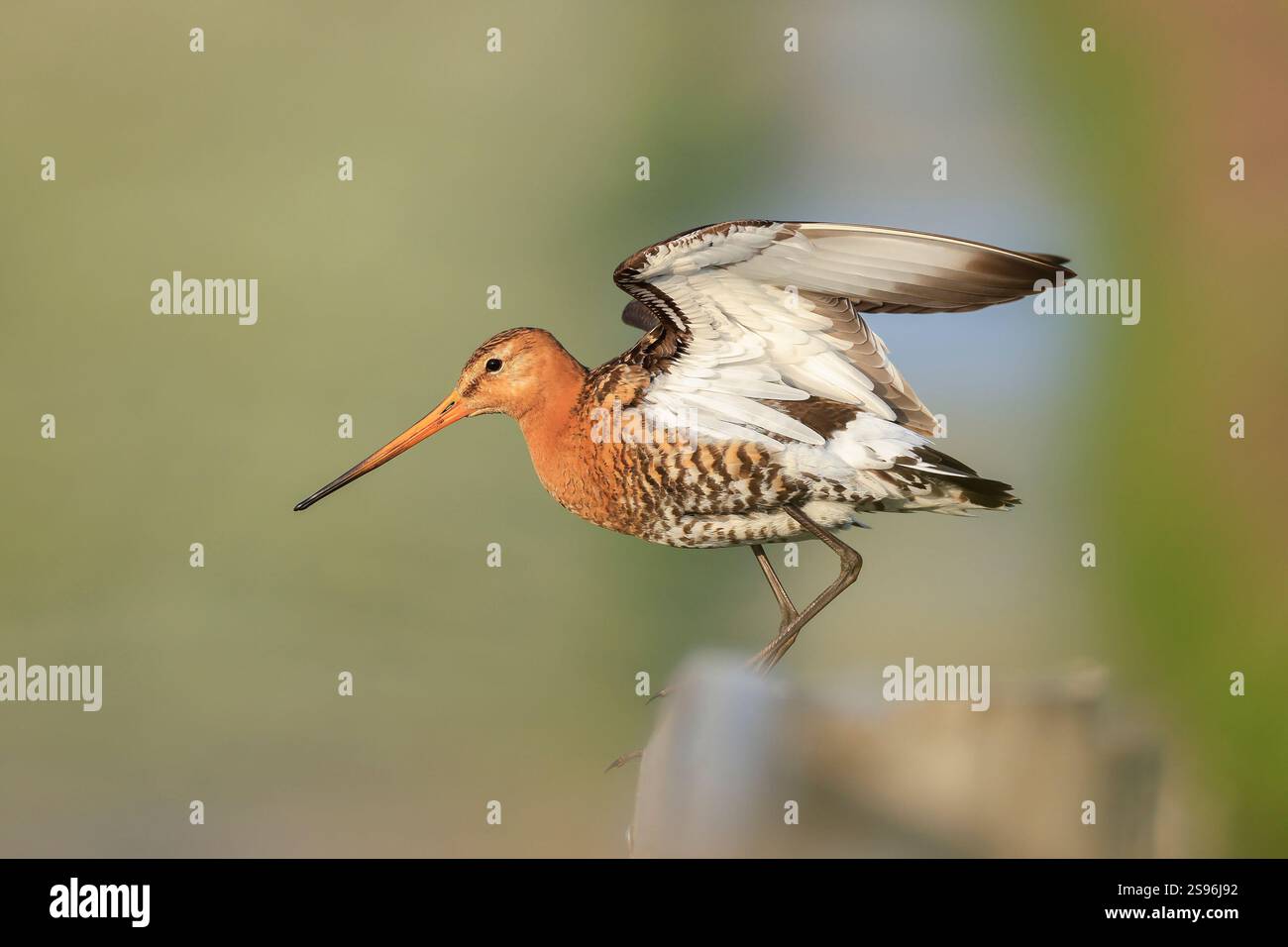 A black-tailed godwit, Limosa Limosa, wader bird perched on a pole in ...