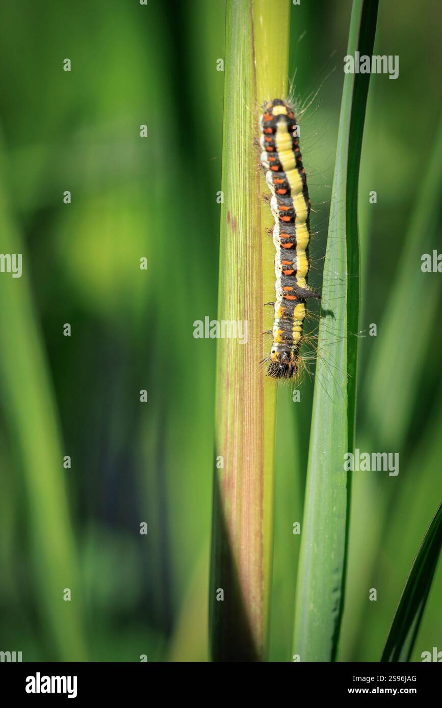 Closeup of a caterpillar of a grey dagger, Acronicta psi, moth crawling ...