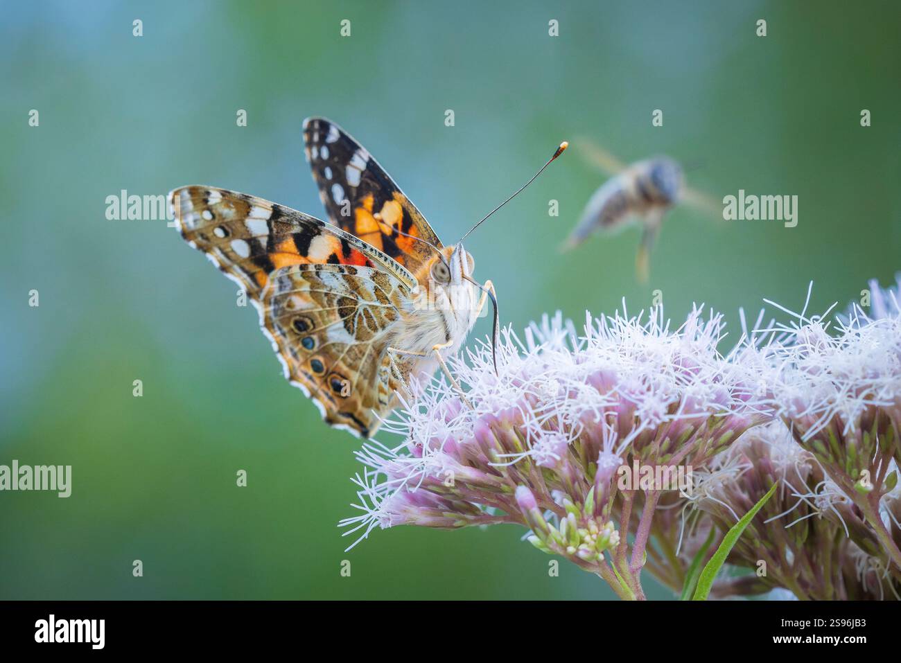 Painted Lady butterfly, Vanessa Cardui, closeup feeding nectar Stock ...