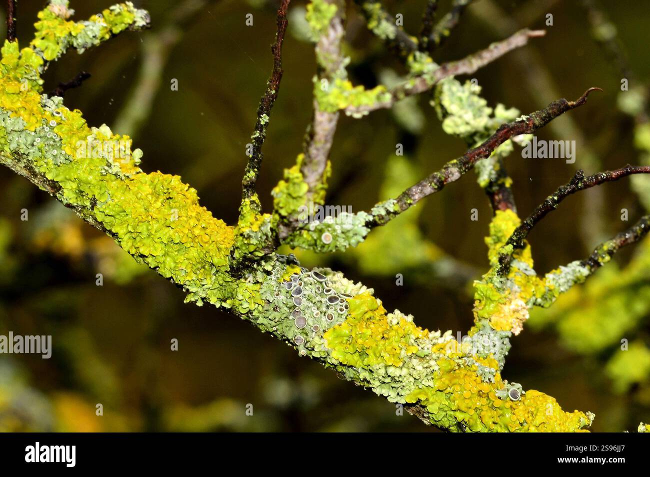 Lichenology studies hi-res stock photography and images - Alamy