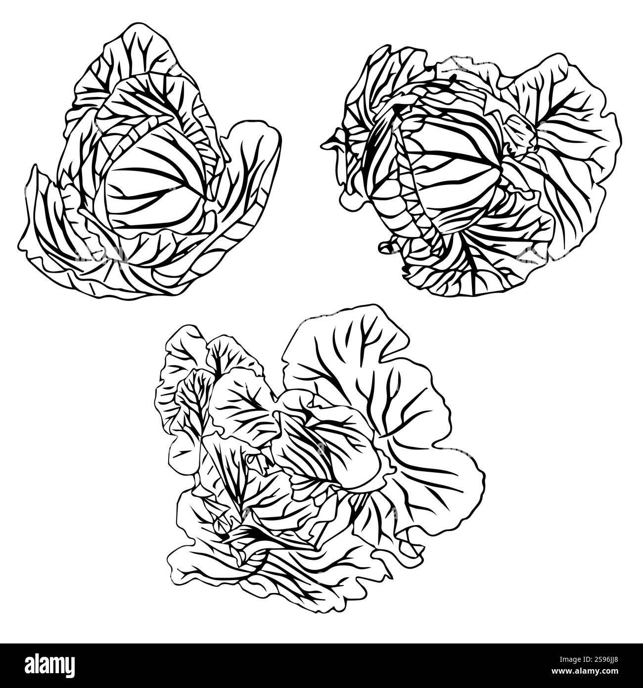 Large set of cabbage heads. Doodle style. Vector illustration isolated ...