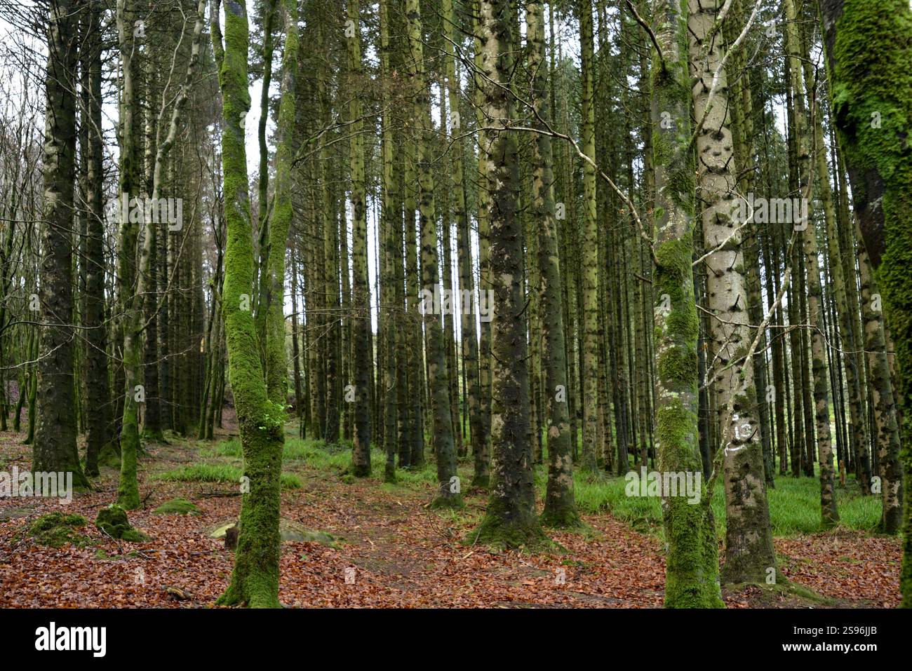 Mosses on the beech trees of Limerick in the Irish winter Stock Photo ...