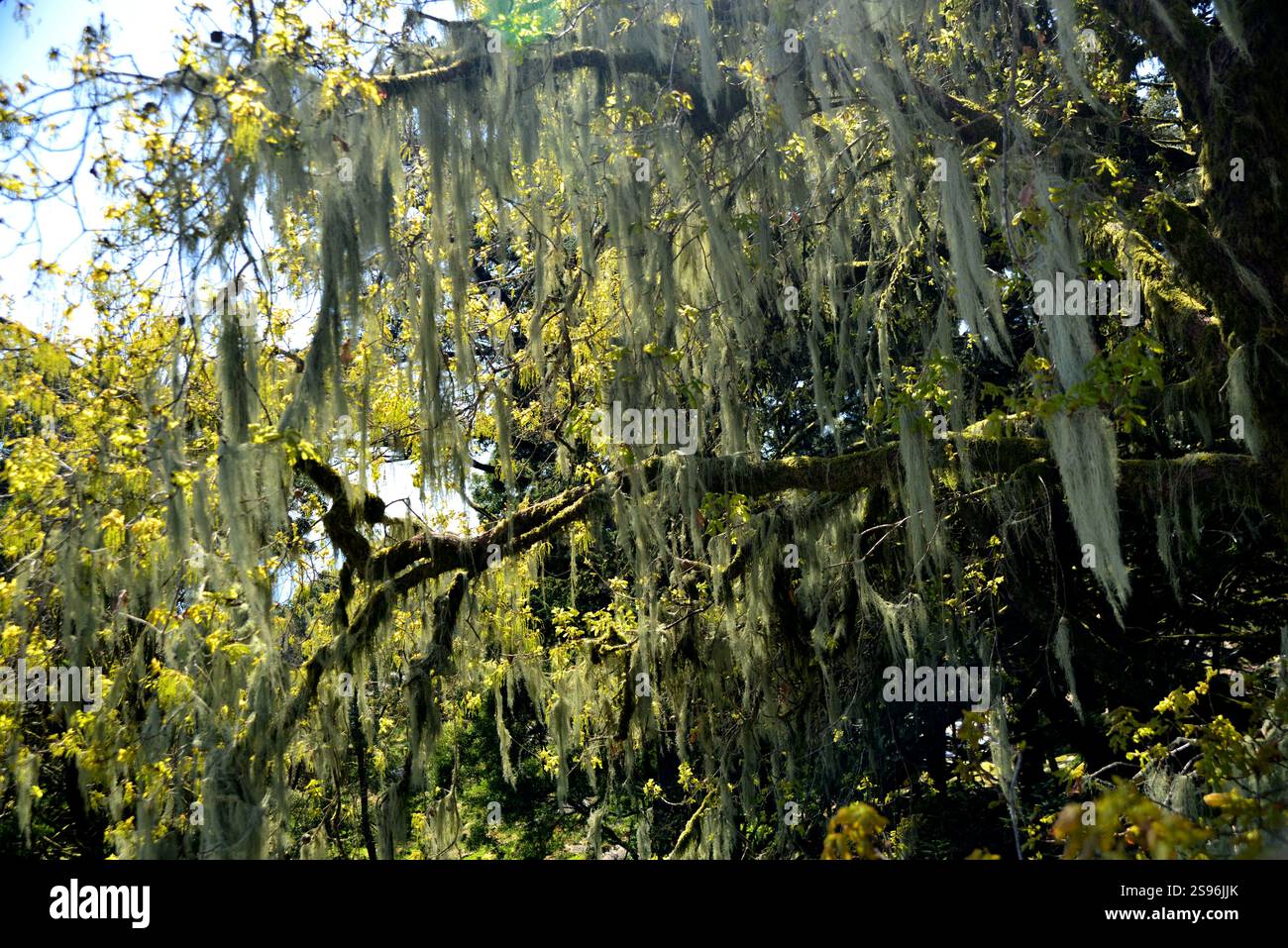 Lichens of the usnea cavernosa variety on the trees of the Aloia ...