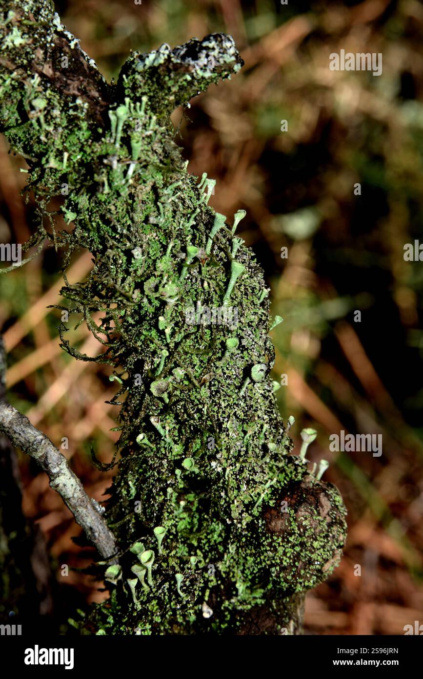 Rare species of lichen on the way of St James near Baiona Stock Photo ...