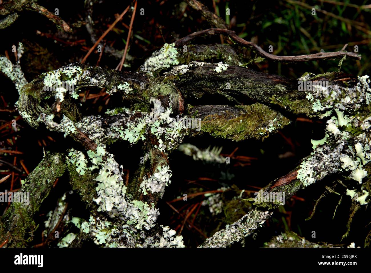 Mosses and lichens of the Galician forests on the camino de Santiago ...