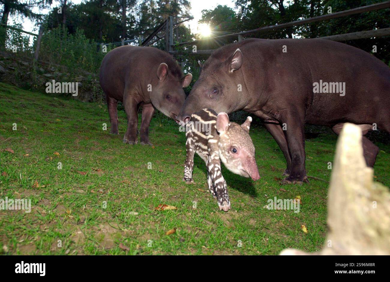 a tapir is an wildlife as in zoology a tapir as an wildlife as in ...