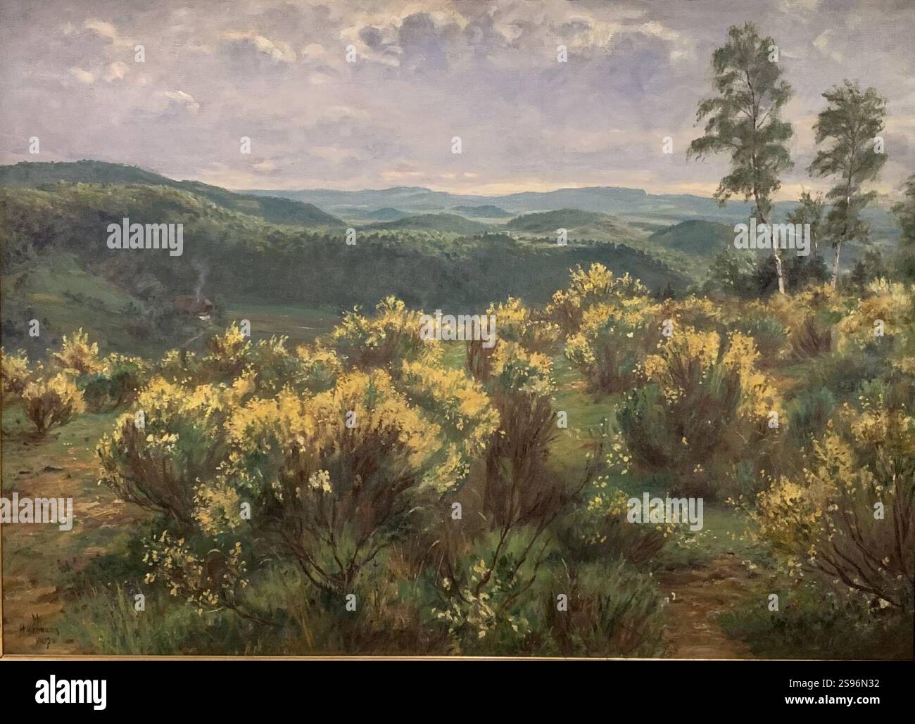 Blühender Ginster - Wilhelm Hasemann Stock Photo - Alamy