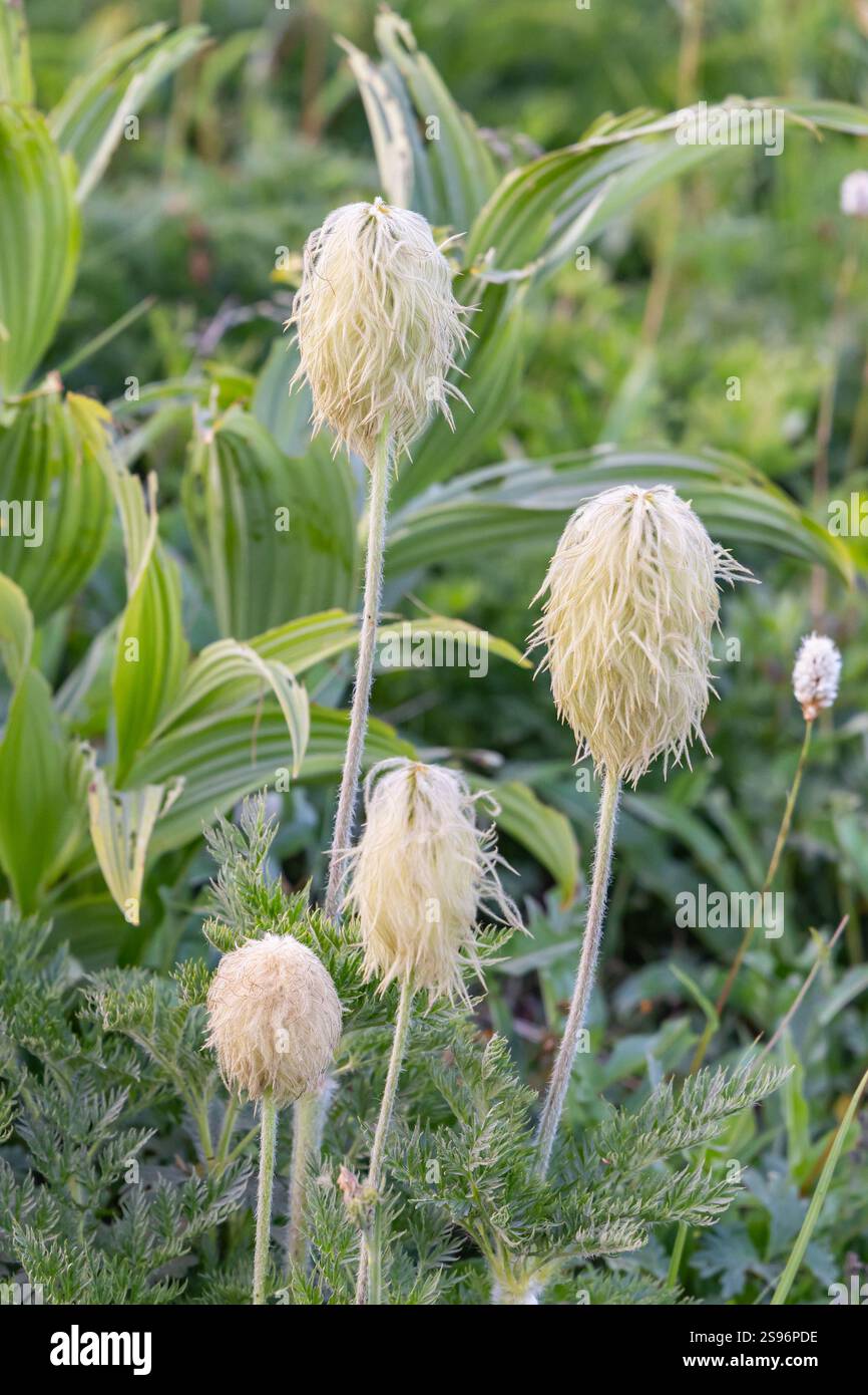 Mount Rainier National Park, Washington, United States. Furry seed ...