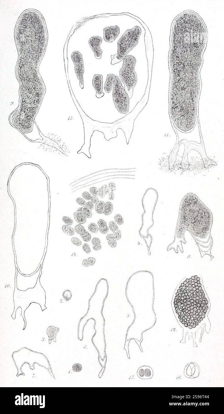 Gomontia polyrhiza as Codiolum polyrhizum in Lagerheim 1886 Stock Photo ...