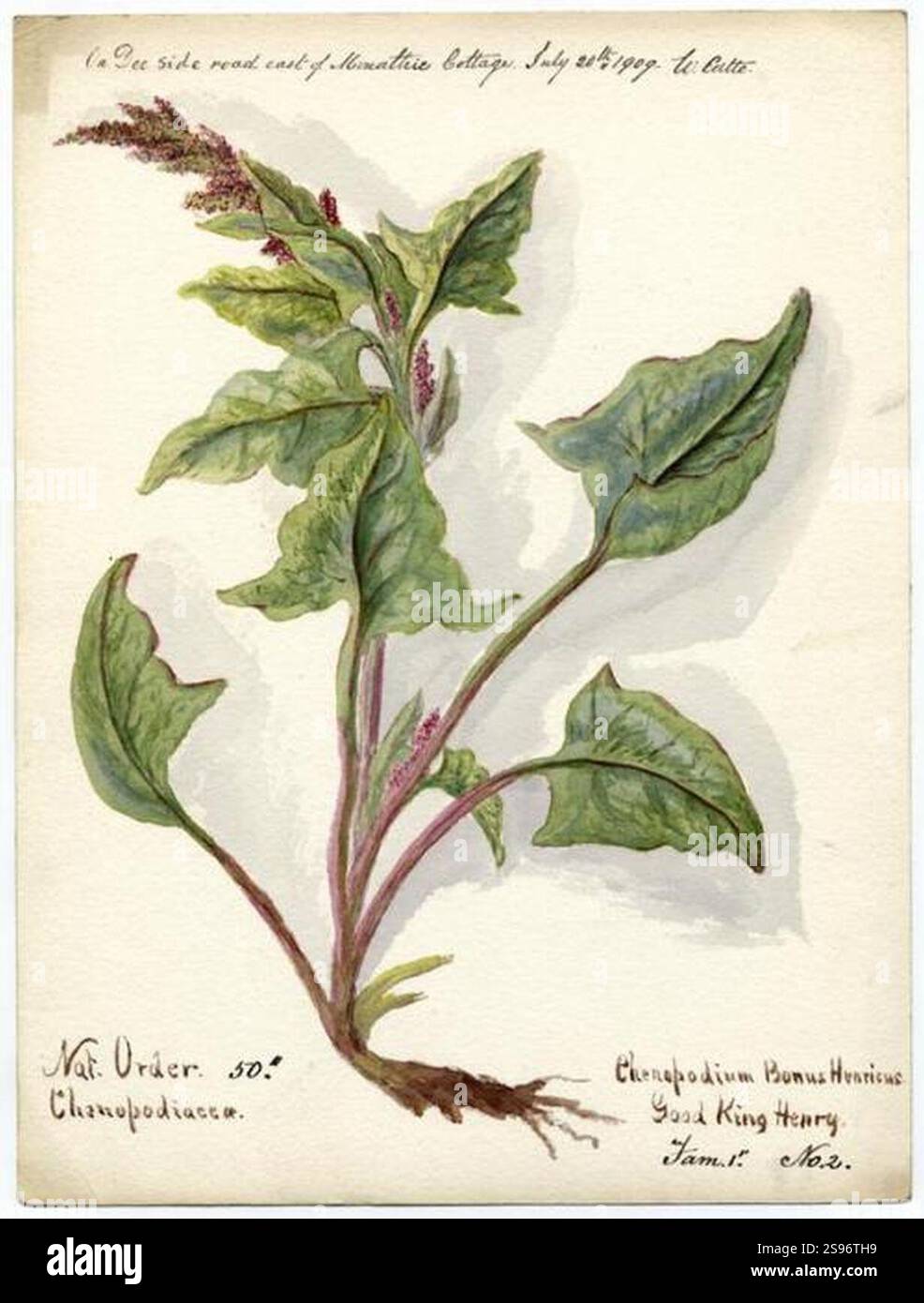 Good King Henry (chenopodium bonus-henricus) - William Catto Stock ...