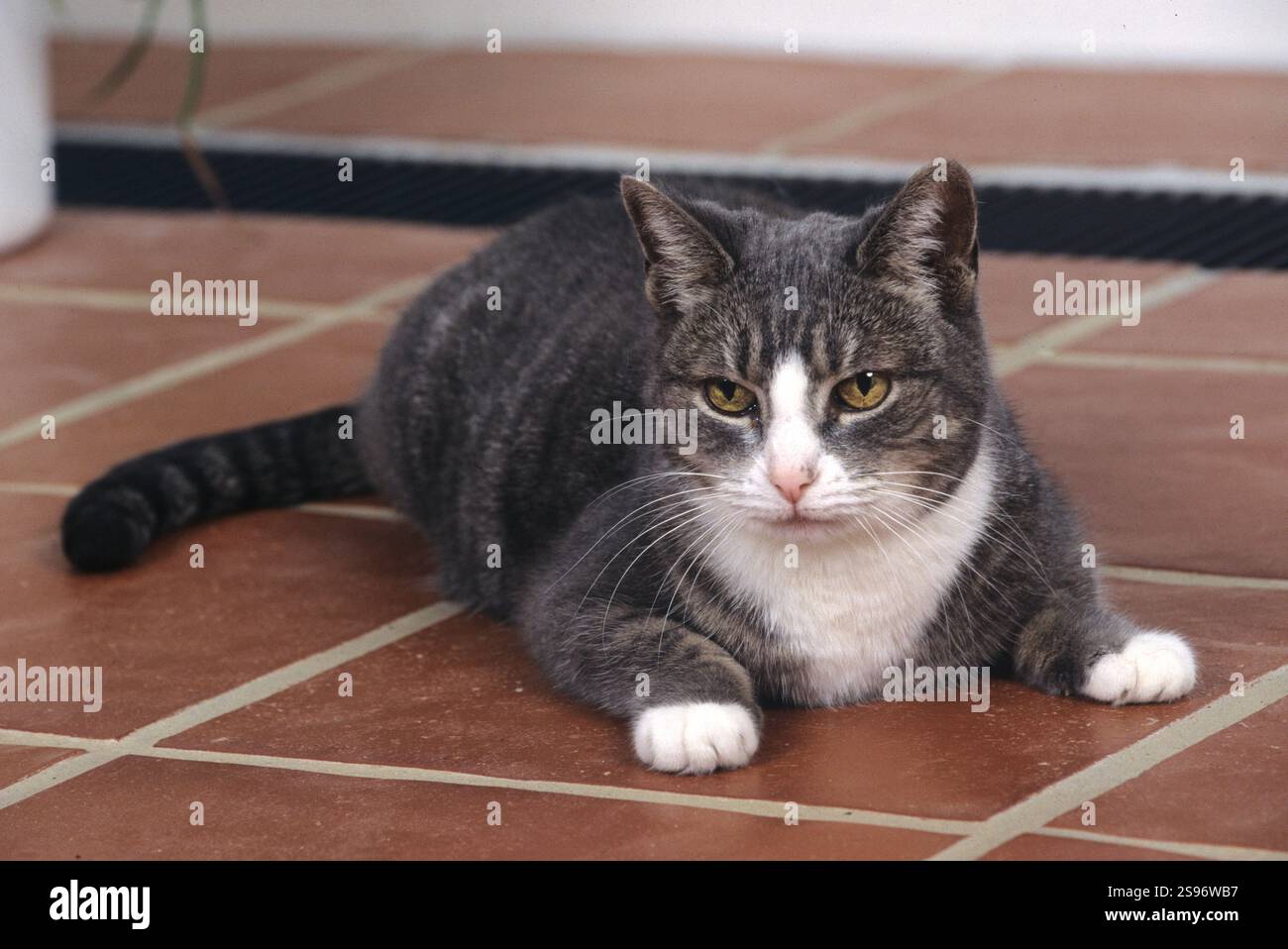 Hauskatze der Rasse Europäisch Kurzhaar, grau getigert, liegt auf ...
