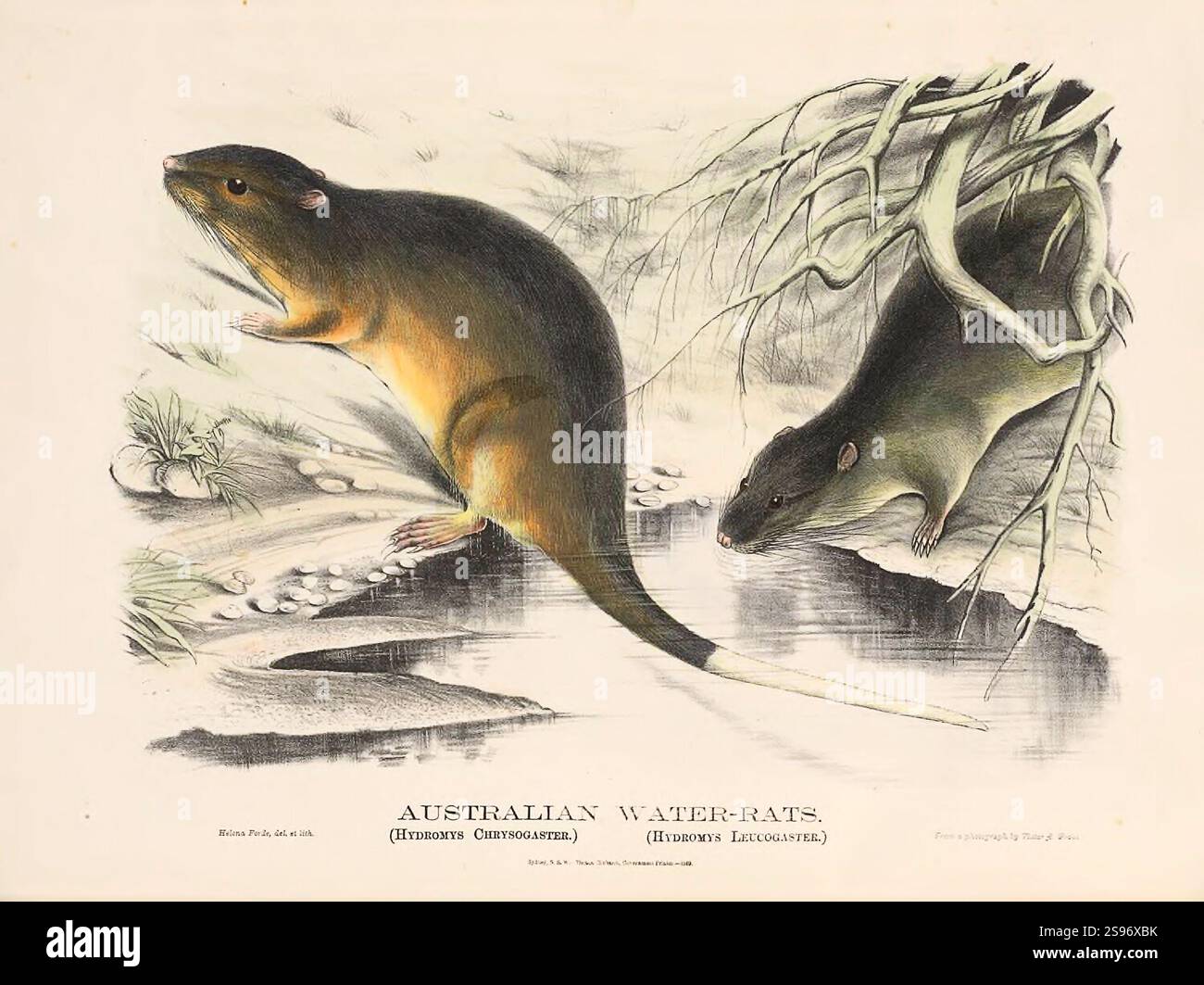 Australian Water-Rats, Hydromys chrysogaster abd Hydromys leucogaster ...
