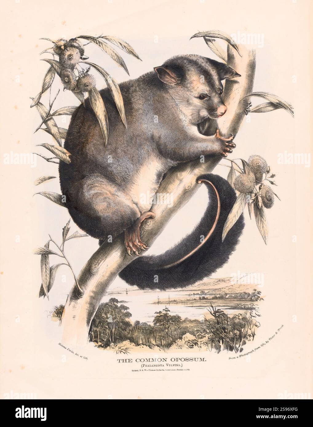 Commun Opossum, Phalangista vulpina. Vintage lithography, Mammals of ...