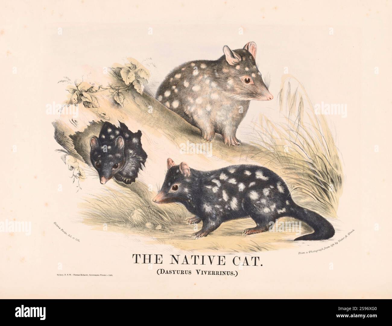 Native Australian Cat, Dasyurus Viverrinus. Vintage lithography ...