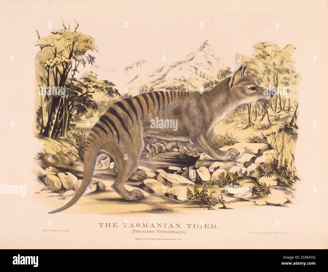 Tasmanian Tiger, Thylacinus cynocephalus. Vintage lithography, Mammals ...