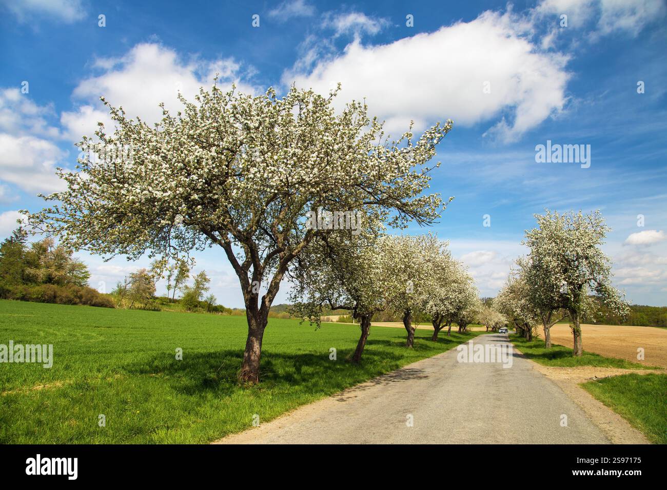 springtime view of the road and a blossoming apple tree alley avenue ...