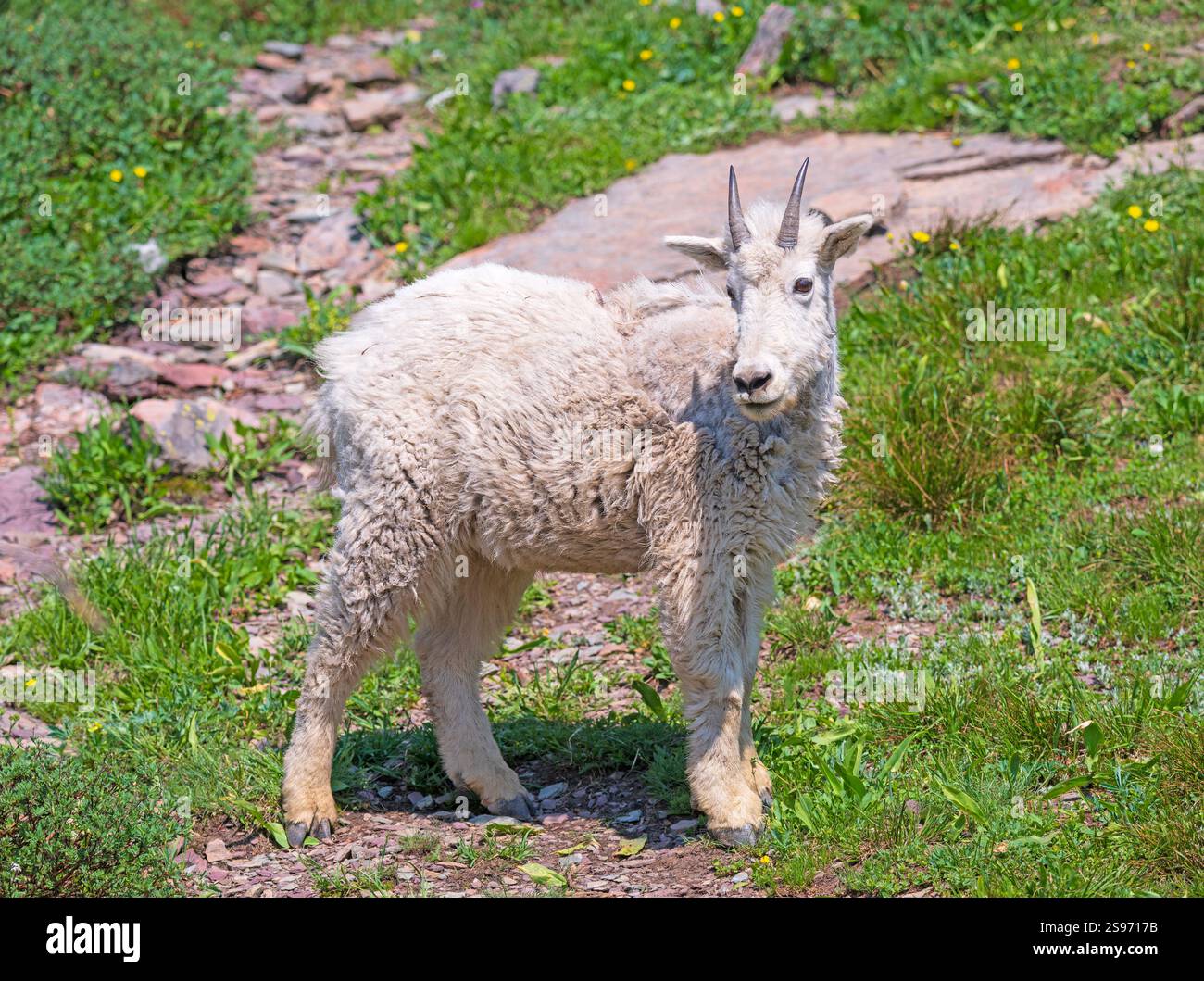 Baby Mountain Goat in a Summer Meadow in Glacier National Park in ...