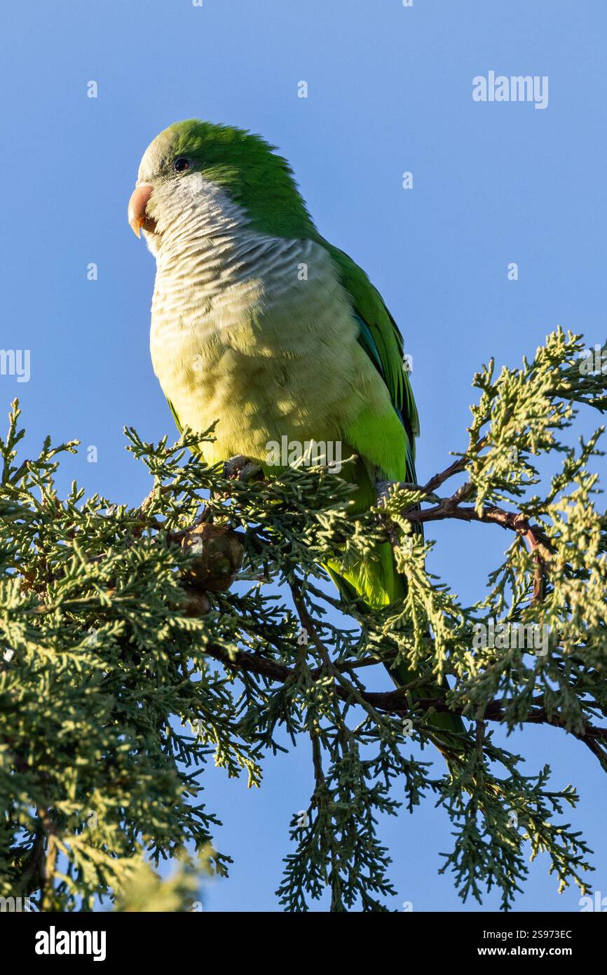 Monk Parakeet, a green parrot feeding on seeds, fruits, and nuts ...