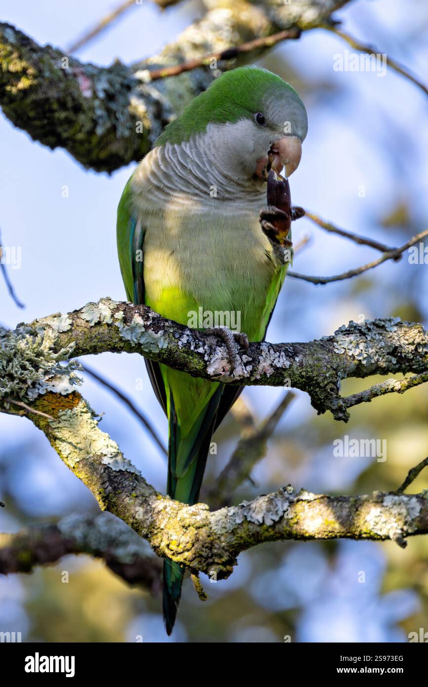 Monk Parakeet, a green parrot feeding on seeds, fruits, and nuts ...