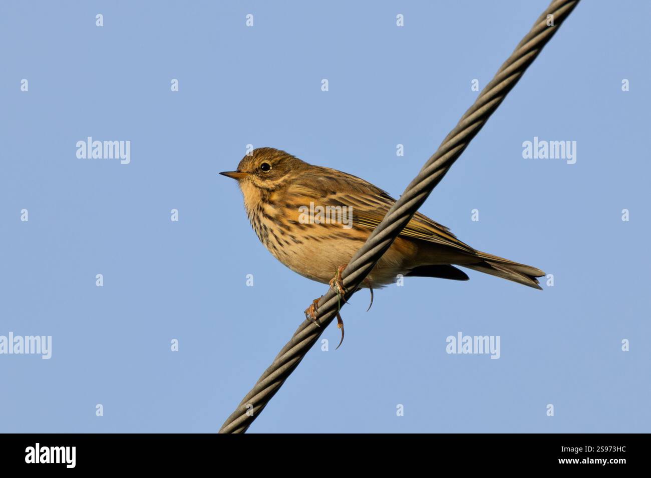 Meadow Pipit, a small bird feeding on insects and seeds, photographed ...