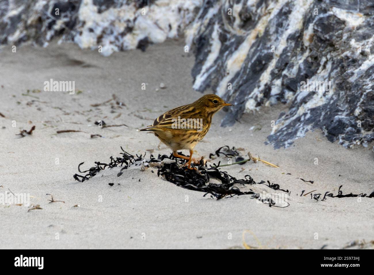 Meadow Pipit, a small bird feeding on insects and seeds, photographed ...
